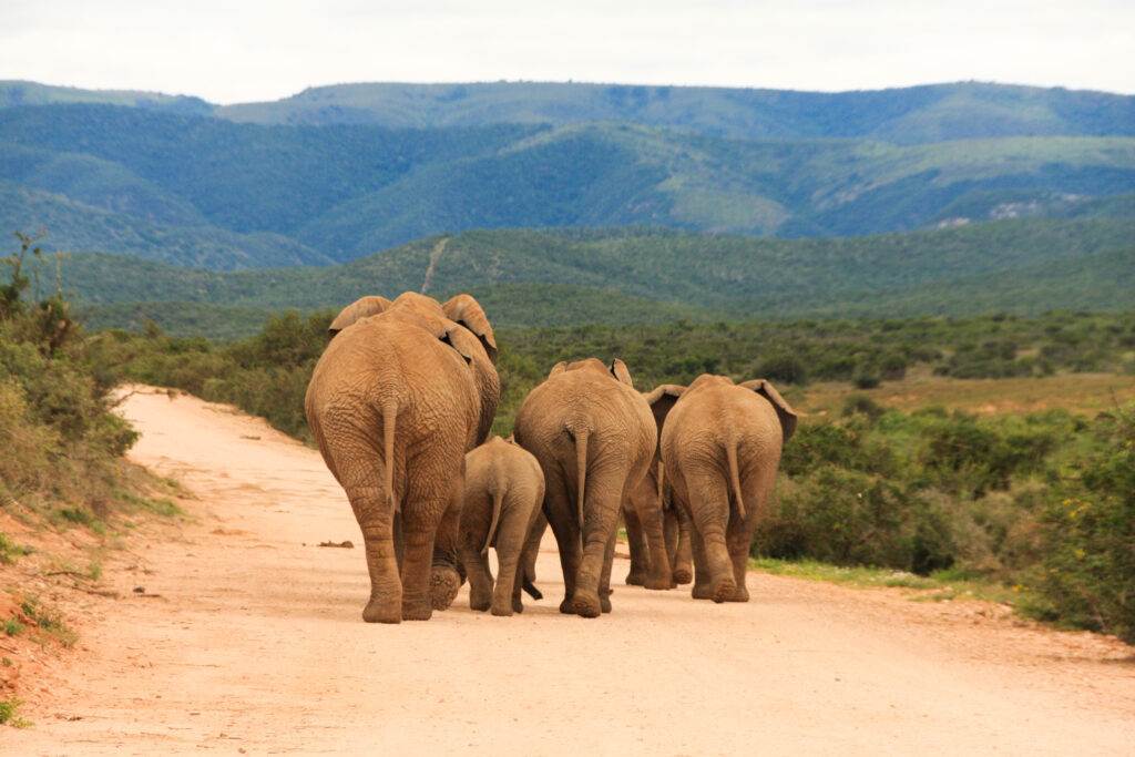 Wonders Of Addo Elephant Park | Addo Attractions